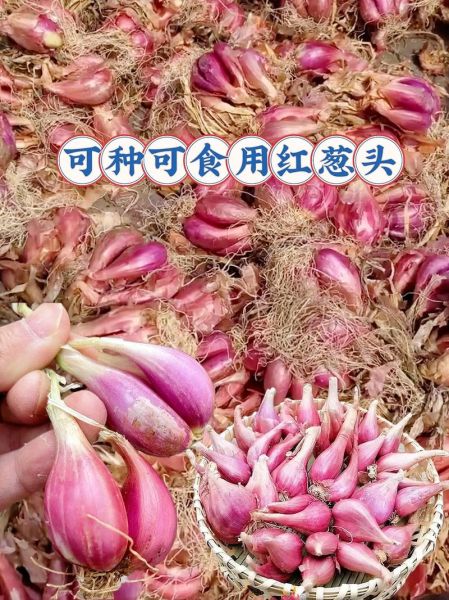 野生红葱头怎么保存_野生红葱头图片长什么样-第3张图片-山城妙识 野生红葱头怎么保存_野生红葱头图片长什么样-第3张图片-山城妙识