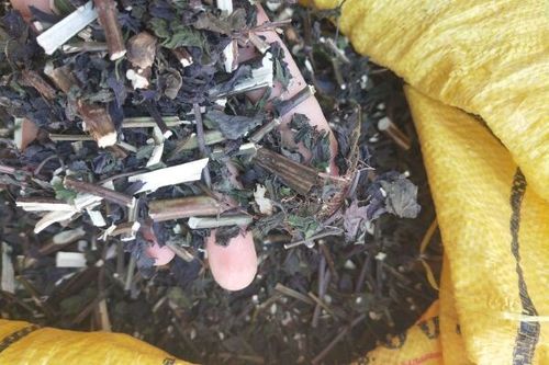 紫苏叶多少钱一斤_紫苏叶价格行情最新走势-第2张图片-山城妙识