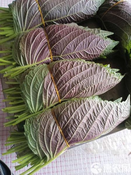 紫苏叶多少钱一斤_紫苏叶价格行情最新走势-第3张图片-山城妙识