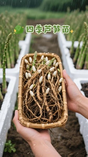 芦笋苗怎么种_芦笋苗多久能采收-第1张图片-山城妙识 芦笋苗怎么种_芦笋苗多久能采收-第1张图片-山城妙识