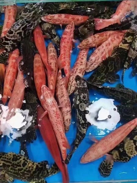 红斑鱼_东星斑哪个贵-第3张图片-山城妙识