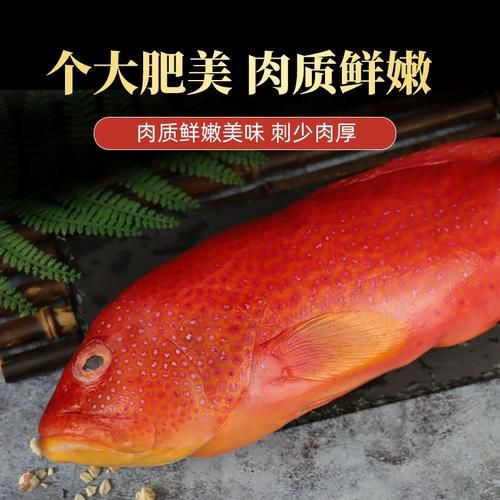 红斑鱼_东星斑哪个贵-第2张图片-山城妙识