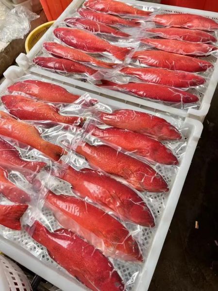 红斑鱼_东星斑哪个贵-第1张图片-山城妙识