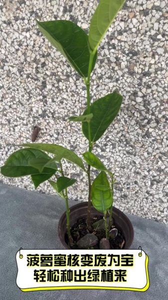 菠萝蜜的核怎么种_菠萝蜜核能种出树苗吗-第2张图片-山城妙识 菠萝蜜的核怎么种_菠萝蜜核能种出树苗吗-第2张图片-山城妙识