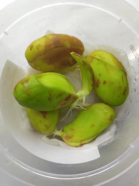 菠萝蜜的核怎么种_菠萝蜜核能种出树苗吗-第1张图片-山城妙识 菠萝蜜的核怎么种_菠萝蜜核能种出树苗吗-第1张图片-山城妙识