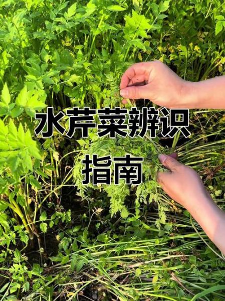 水芹菜致癌是真的吗_水芹菜还能不能吃-第3张图片-山城妙识 水芹菜致癌是真的吗_水芹菜还能不能吃-第3张图片-山城妙识