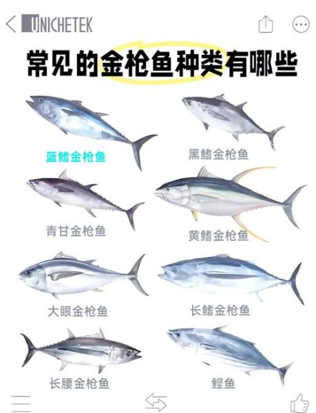 金枪鱼有几种吃法_金枪鱼怎么吃最好吃-第1张图片-山城妙识 金枪鱼有几种吃法_金枪鱼怎么吃最好吃-第1张图片-山城妙识