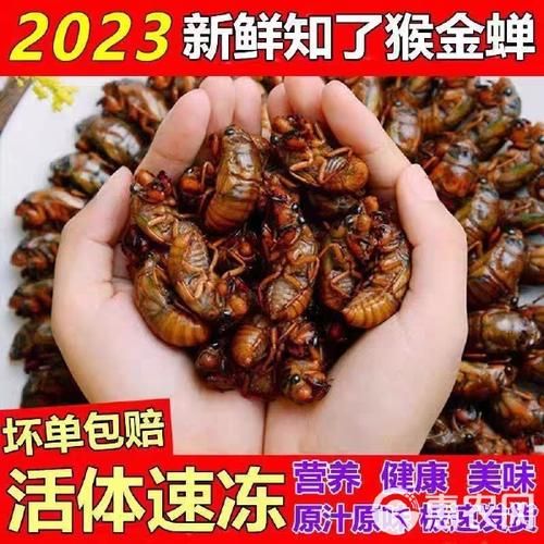 知了幼虫叫什么_知了幼虫和蝉蛹区别-第1张图片-山城妙识 知了幼虫叫什么_知了幼虫和蝉蛹区别-第1张图片-山城妙识