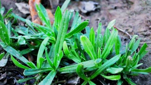 面条菜图片大全_面条菜长什么样-第3张图片-山城妙识 面条菜图片大全_面条菜长什么样-第3张图片-山城妙识