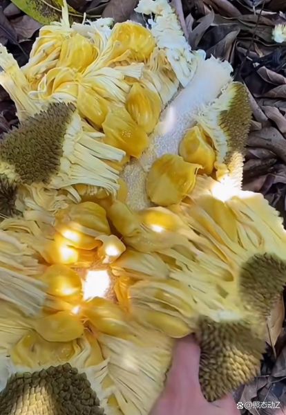 菠萝蜜干苞和湿苞的区别_哪个更好吃-第1张图片-山城妙识 菠萝蜜干苞和湿苞的区别_哪个更好吃-第1张图片-山城妙识