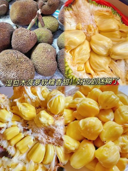 菠萝蜜干苞和湿苞的区别_哪个更好吃-第3张图片-山城妙识 菠萝蜜干苞和湿苞的区别_哪个更好吃-第3张图片-山城妙识