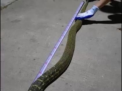 王锦蛇图片大全_如何分辨真假王锦蛇-第1张图片-山城妙识 王锦蛇图片大全_如何分辨真假王锦蛇-第1张图片-山城妙识