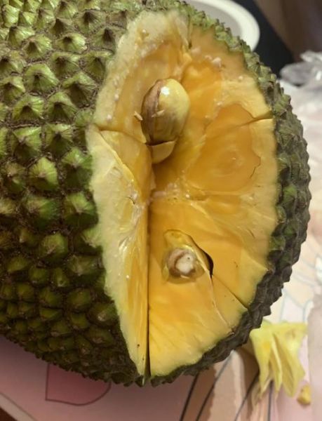 菠萝蜜干苞和湿苞的区别_哪个更好吃-第2张图片-山城妙识 菠萝蜜干苞和湿苞的区别_哪个更好吃-第2张图片-山城妙识