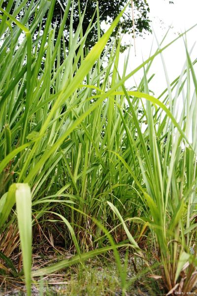 香茅吃哪个部位_香茅怎么吃最好-第3张图片-山城妙识