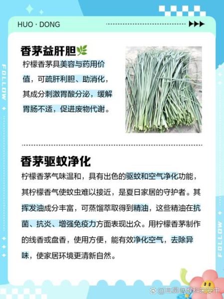 香茅吃哪个部位_香茅怎么吃最好-第2张图片-山城妙识