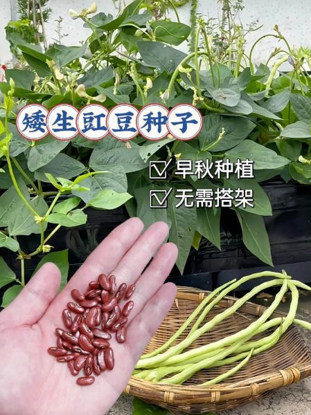 豇豆怎么种_豇豆种植时间和方法-第2张图片-山城妙识 豇豆怎么种_豇豆种植时间和方法-第2张图片-山城妙识